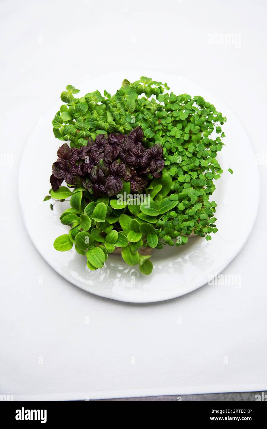 Four different kinds of cress Stock Photo - Alamy