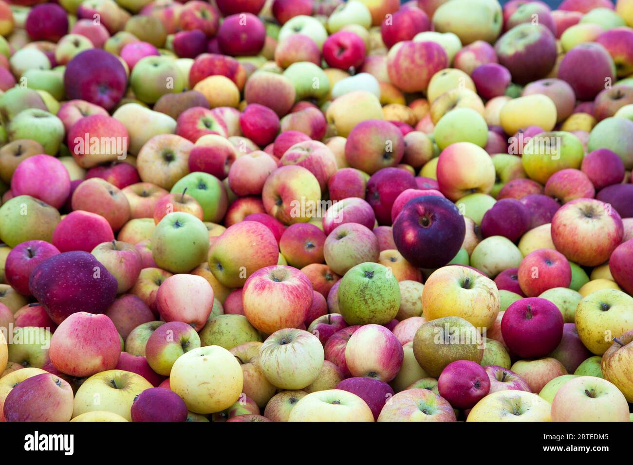 Different types of apples (full picture Stock Photo - Alamy