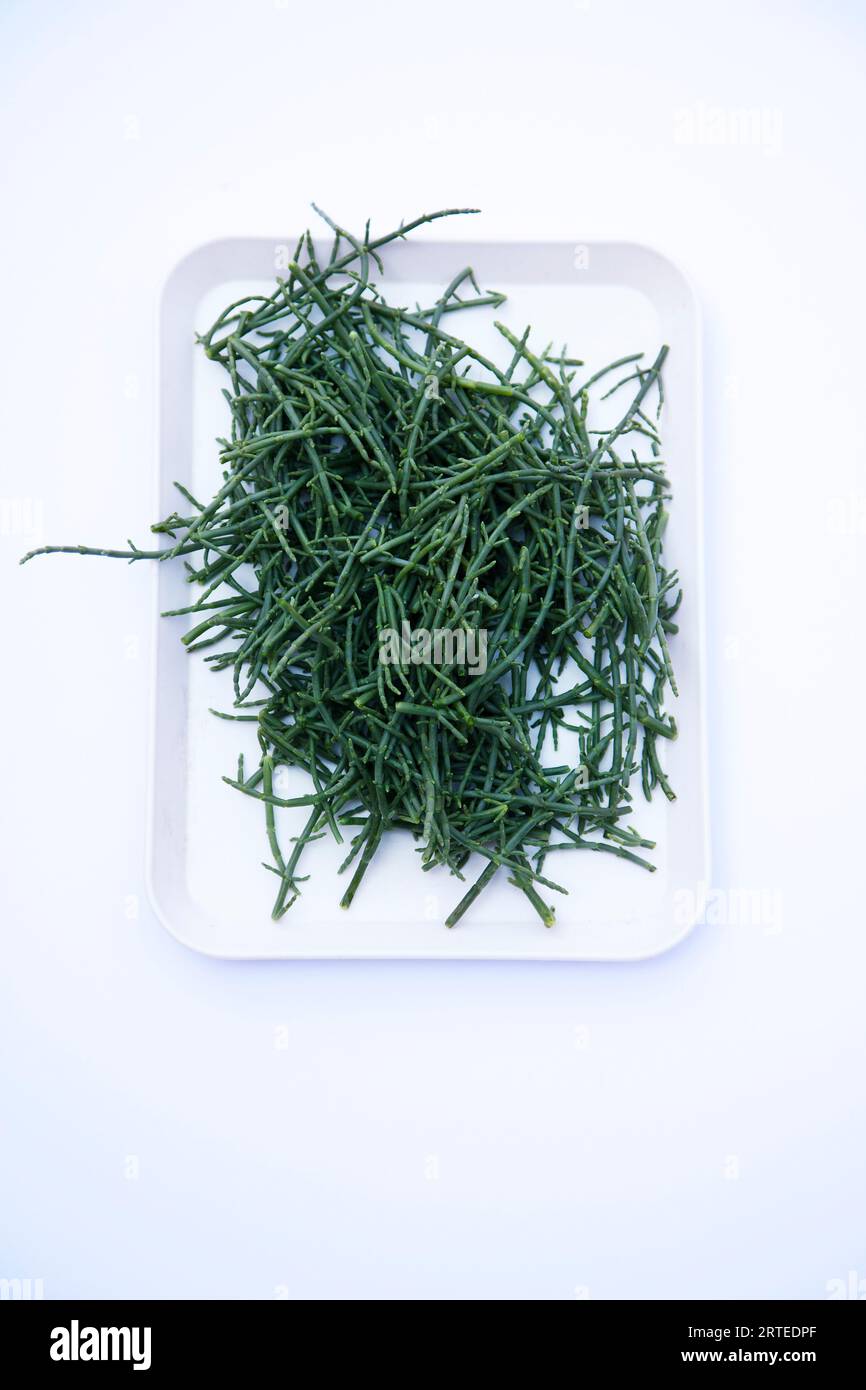 Salicorne plant hi-res stock photography and images - Alamy