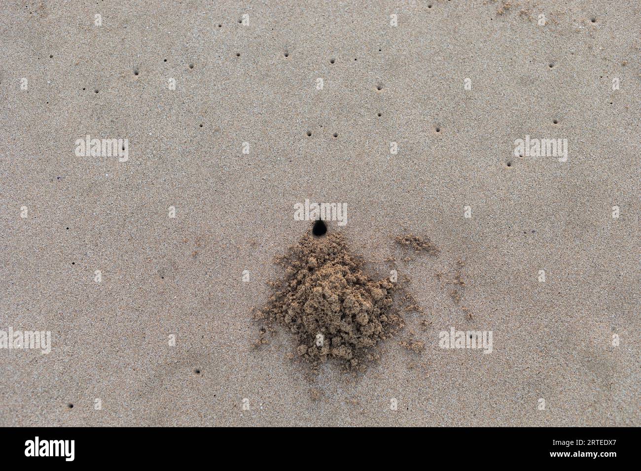 Burrowed in the sand hi-res stock photography and images - Alamy