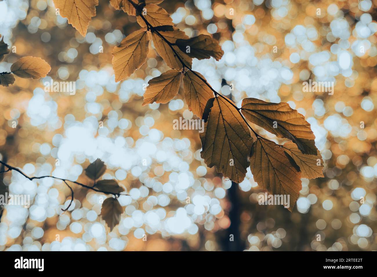 Brown tree vector hi-res stock photography and images - Alamy