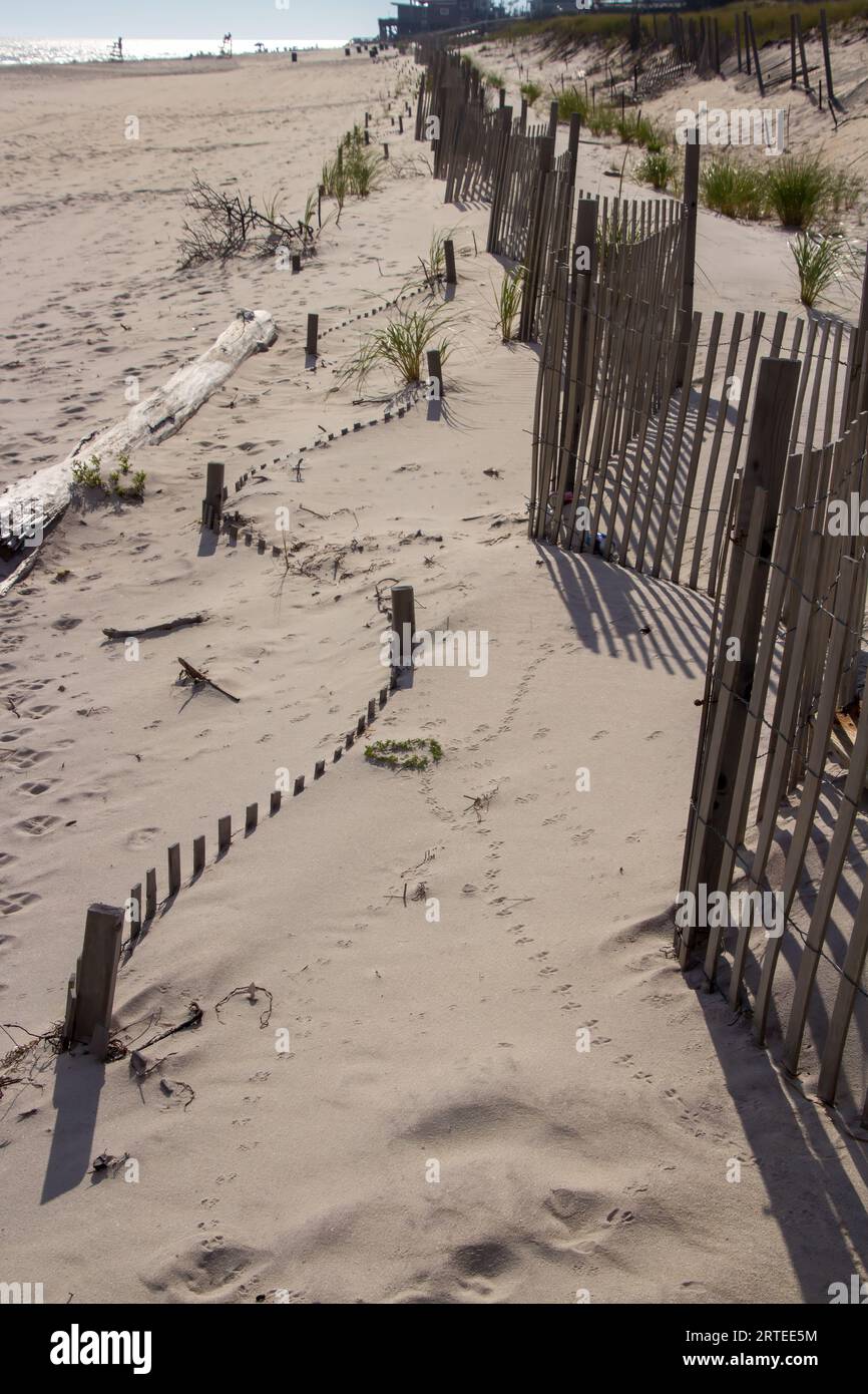 A wooden slated sand fence is partly buried in an ocean beach dune ...