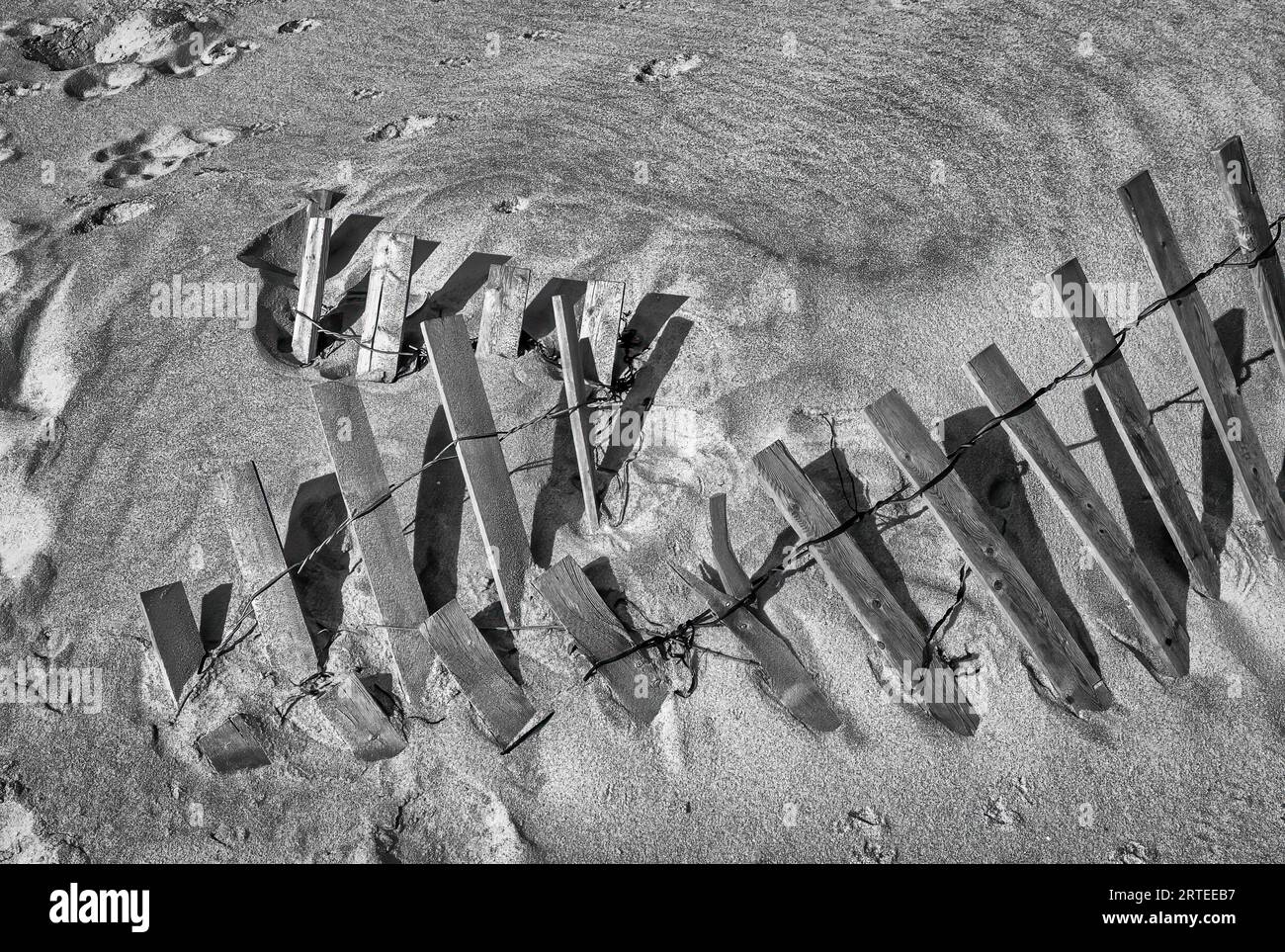 A wooden slated sand fence is partly buried in an ocean beach dune. The ...