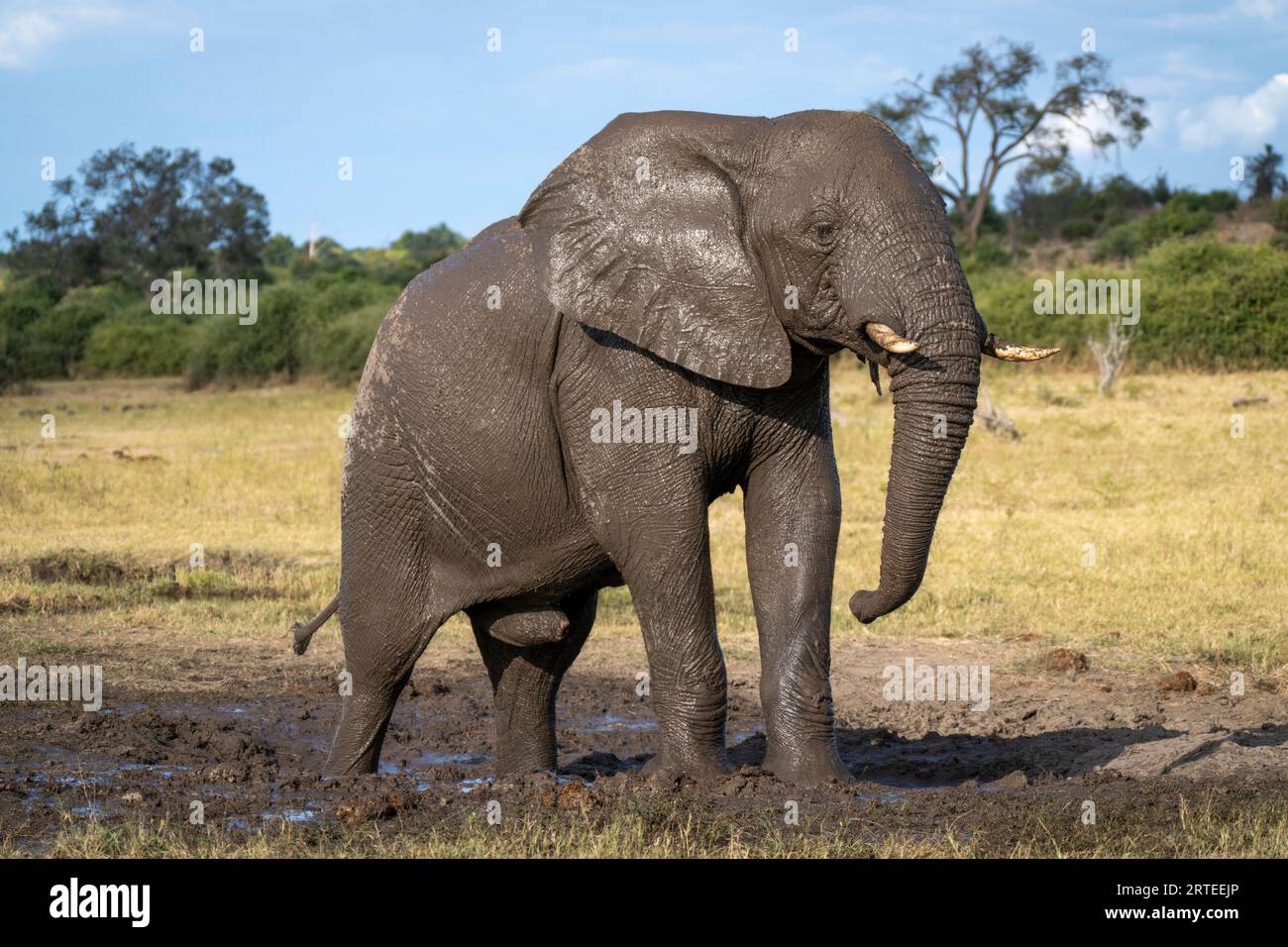 Portrait of African bush elephant (Loxodonta africana) covered in mud ...