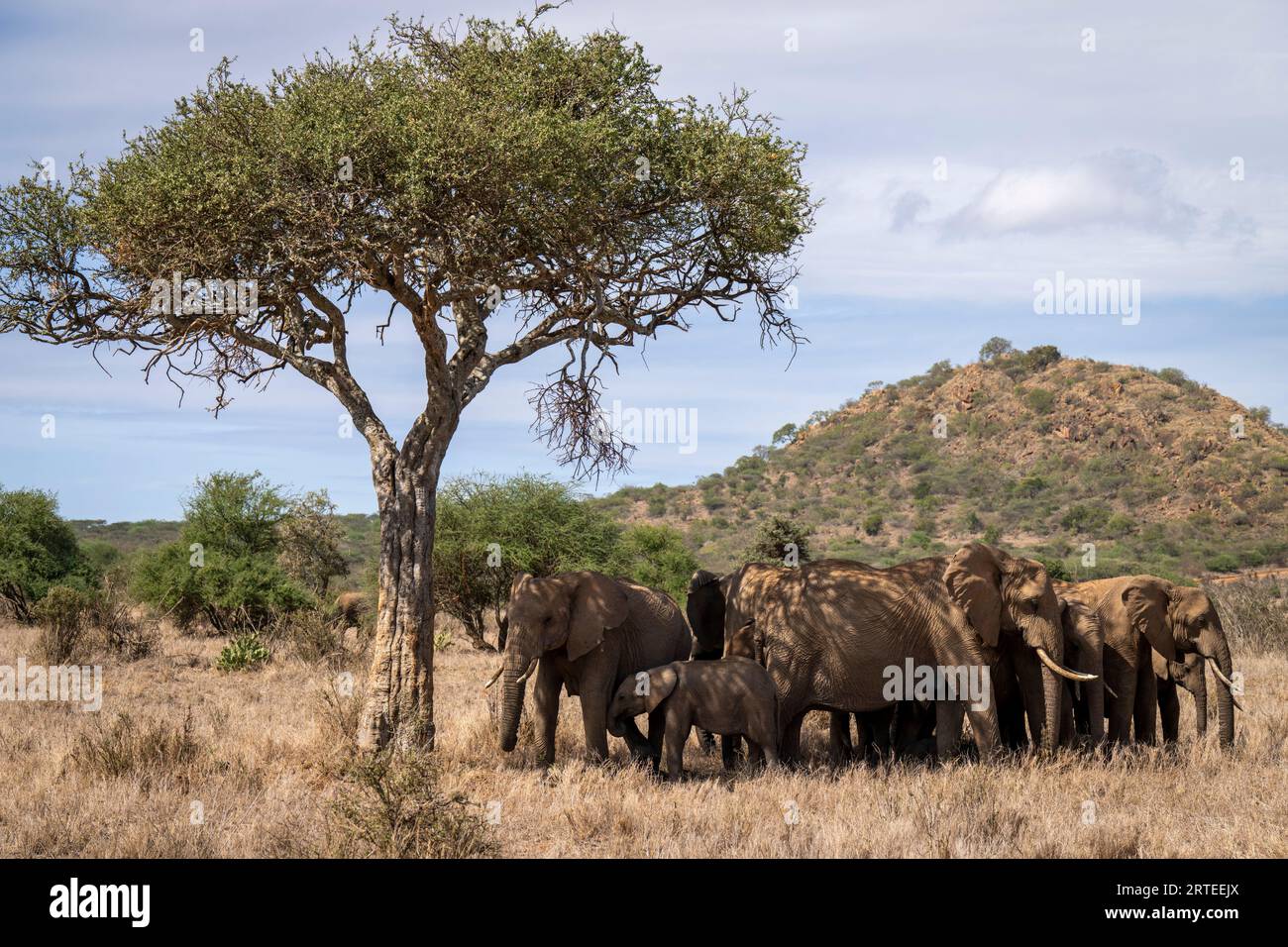 Herd of African bush elephants (Loxodonta africana) standing in the ...