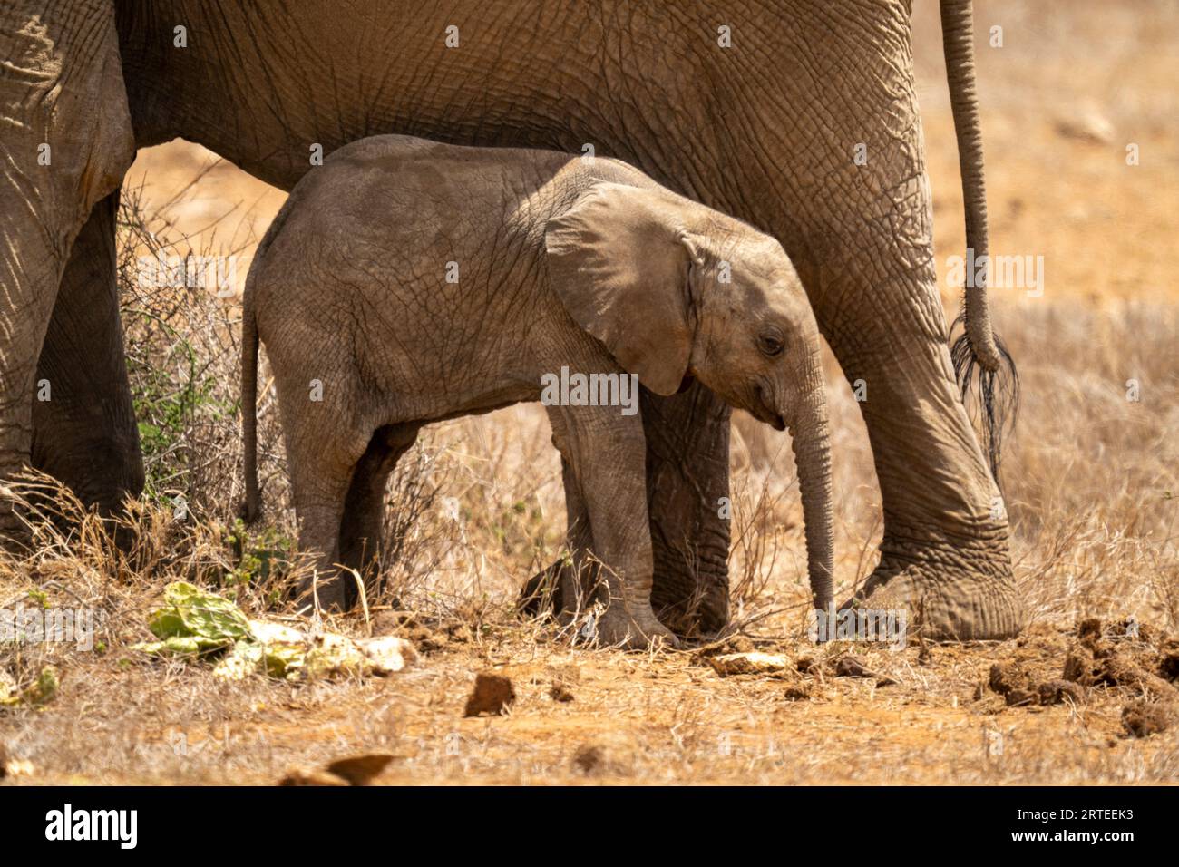 African bush elephant calf (Loxodonta africana) stands with mother on ...