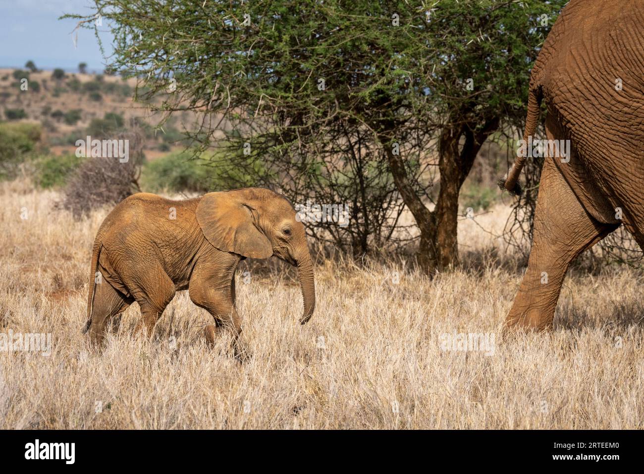 African bush elephant calf (Loxodonta africana) following close behind ...