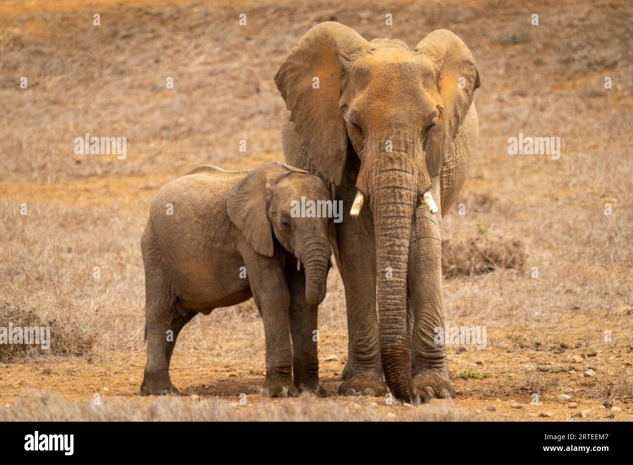 Portriat of African bush elephant calf (Loxodonta africana) standing ...