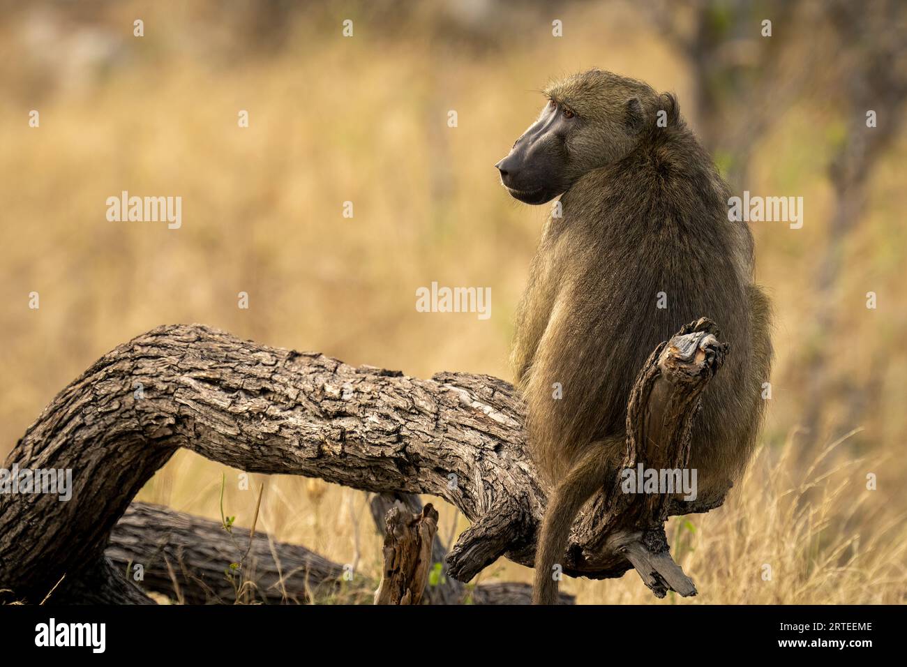 Baboon head hi-res stock photography and images - Alamy