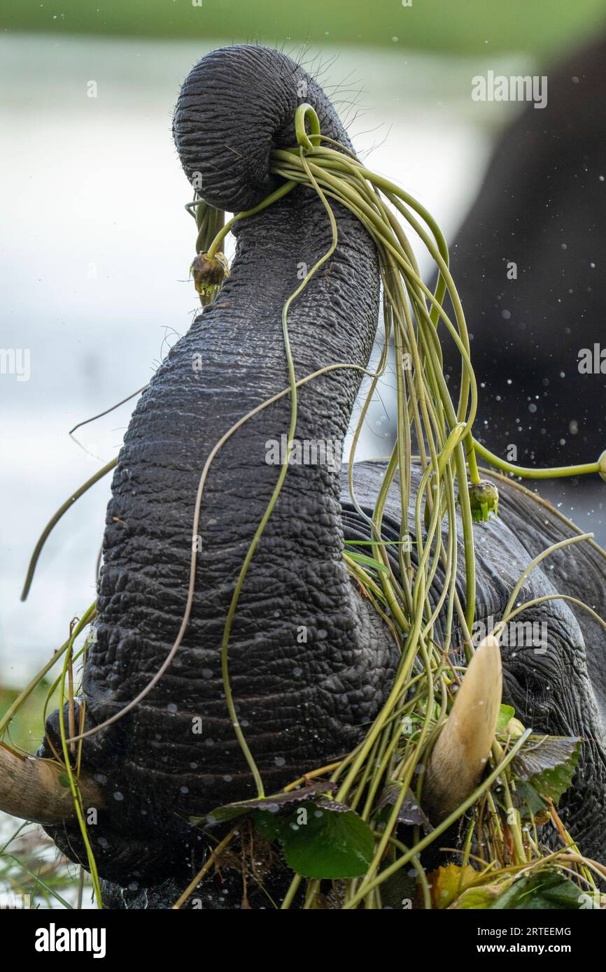 African bush elephant lifting hi-res stock photography and images - Alamy