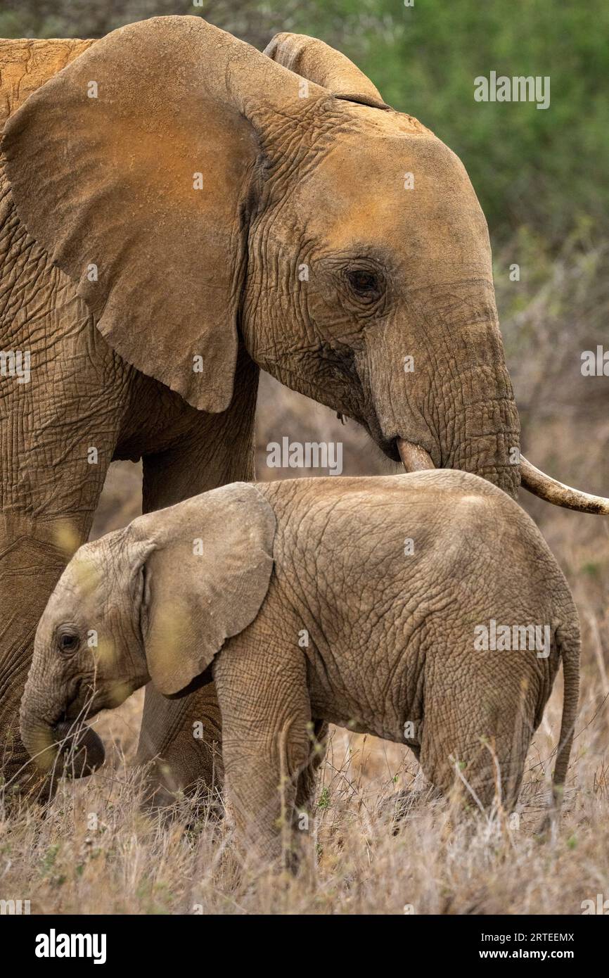 Portriat of African bush elephant calf (Loxodonta africana) standing ...