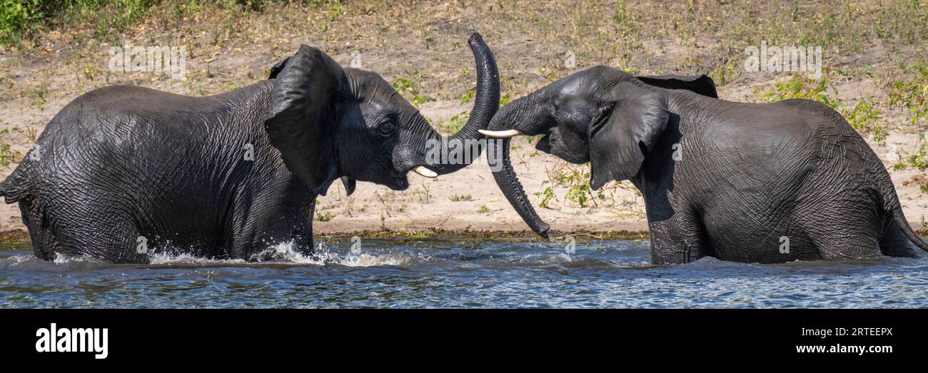 Panorama of African bush elephants (Loxodonta africana) standing in the ...