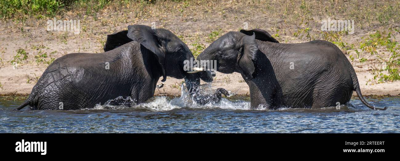 Elephant fighting hi-res stock photography and images - Alamy