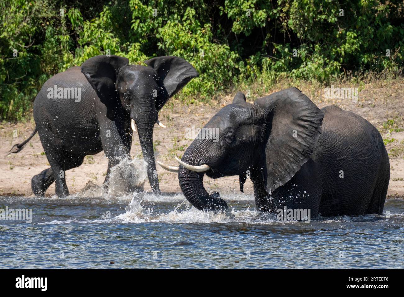 Panorama of African bush elephants (Loxodonta africana) standing in the ...