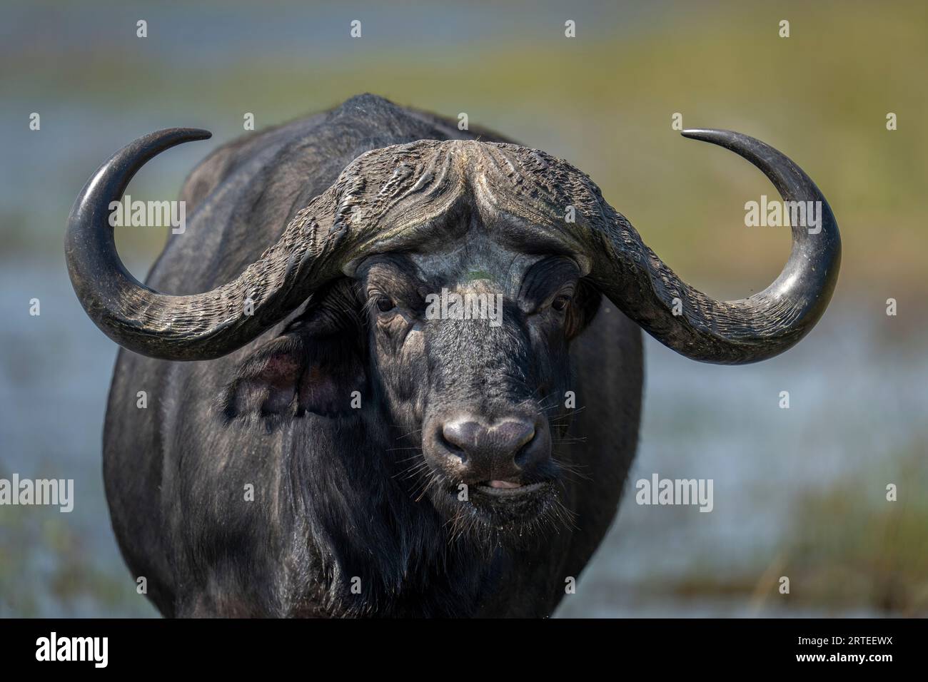 Cape buffalo close up eye hi-res stock photography and images - Alamy