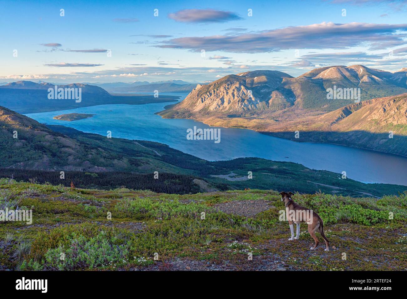 View taken from behind of a dog on a mountain top overlooking the ...