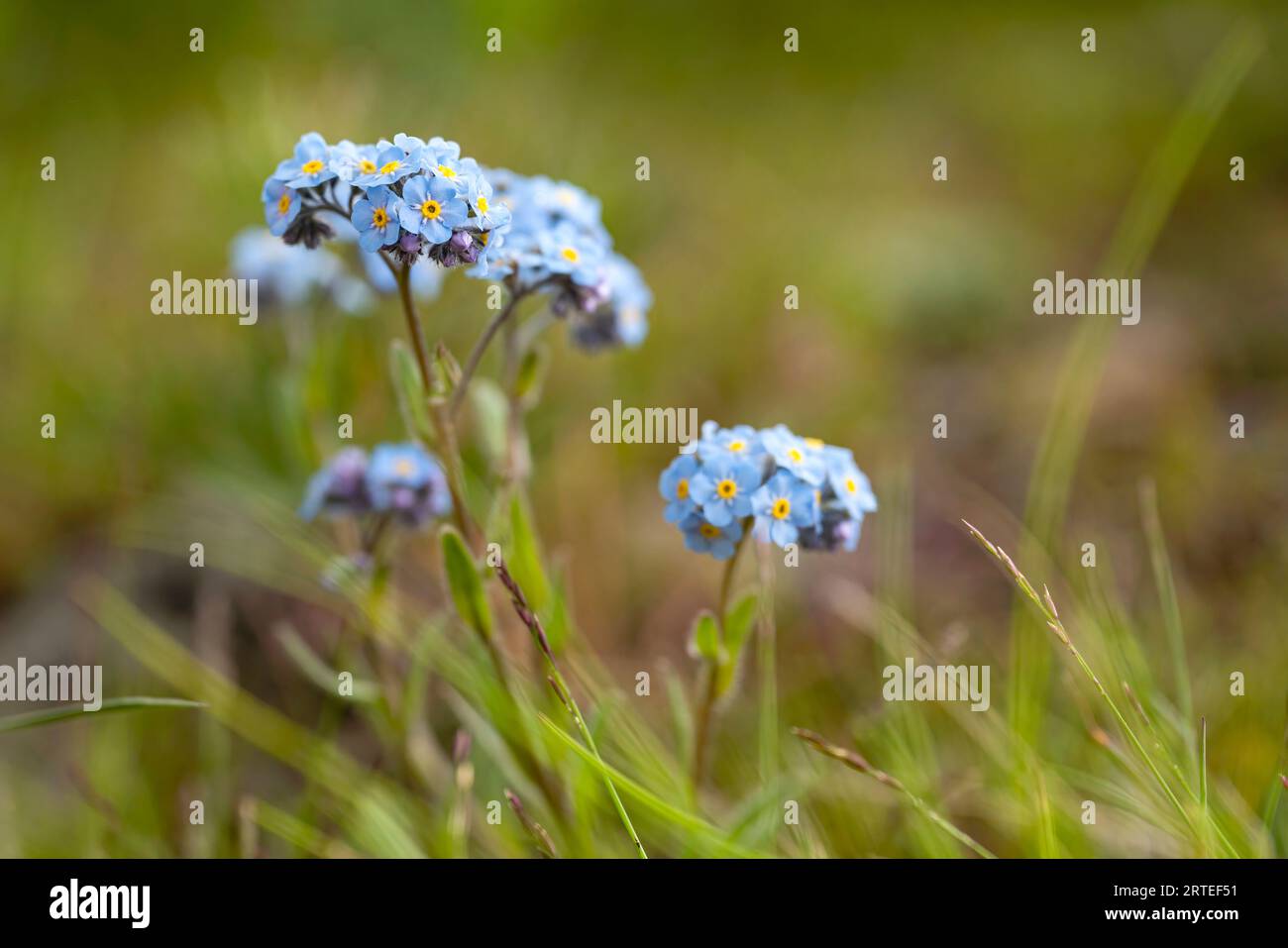 Alpine forget me nots hi-res stock photography and images - Alamy