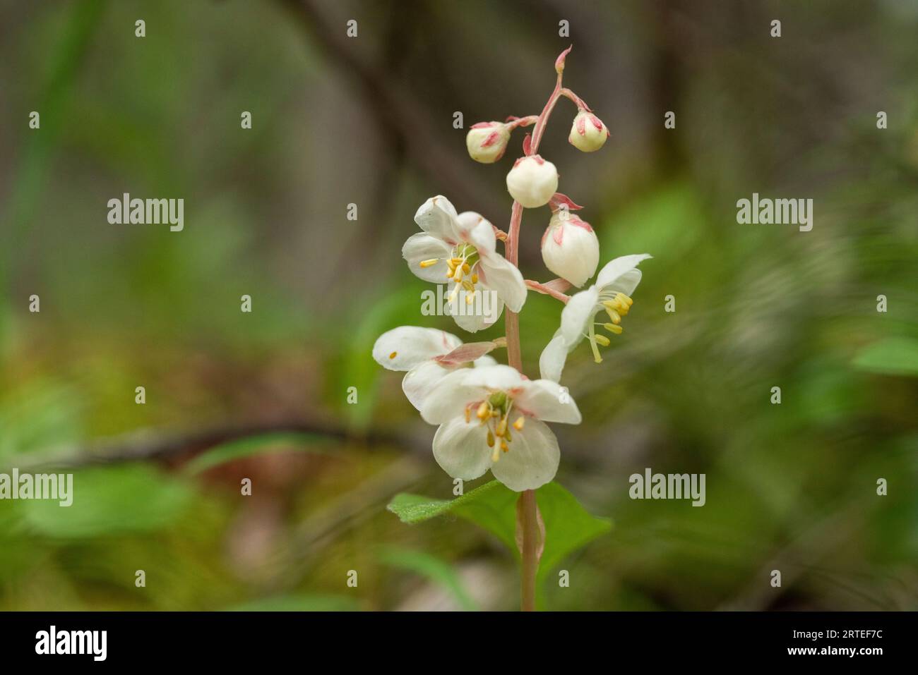 Close-up of a large Wintergreen flower (Pyrola rotundifolia) blooming ...