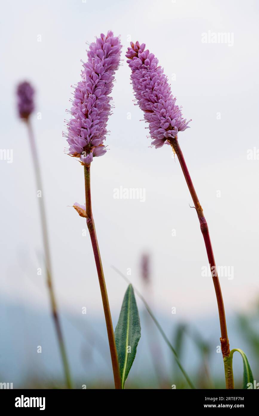 Bistorta bistorta officinalis hi-res stock photography and images - Alamy