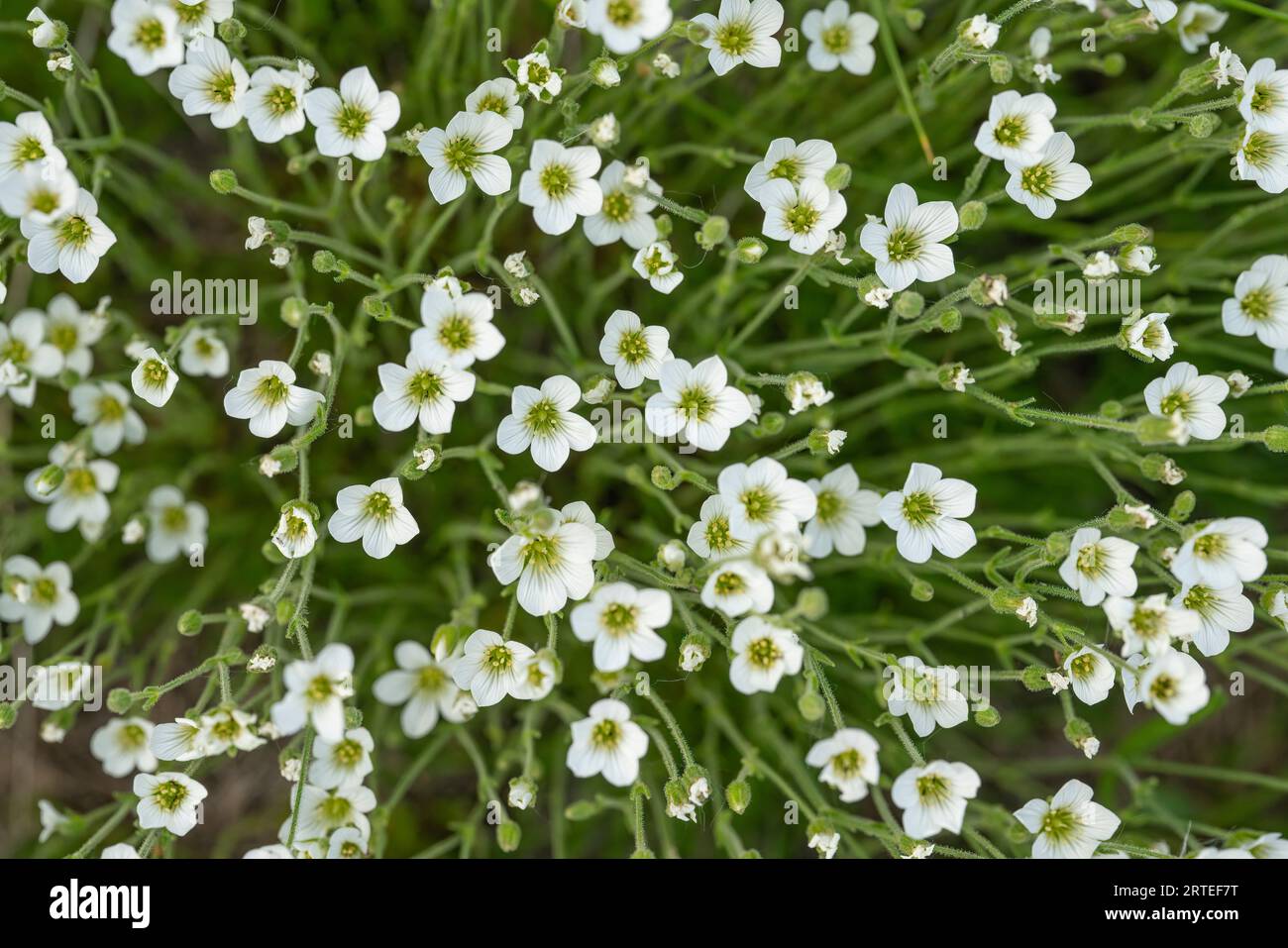 Close-up of white wild flowers in northern Yukon; Yukon Territory ...