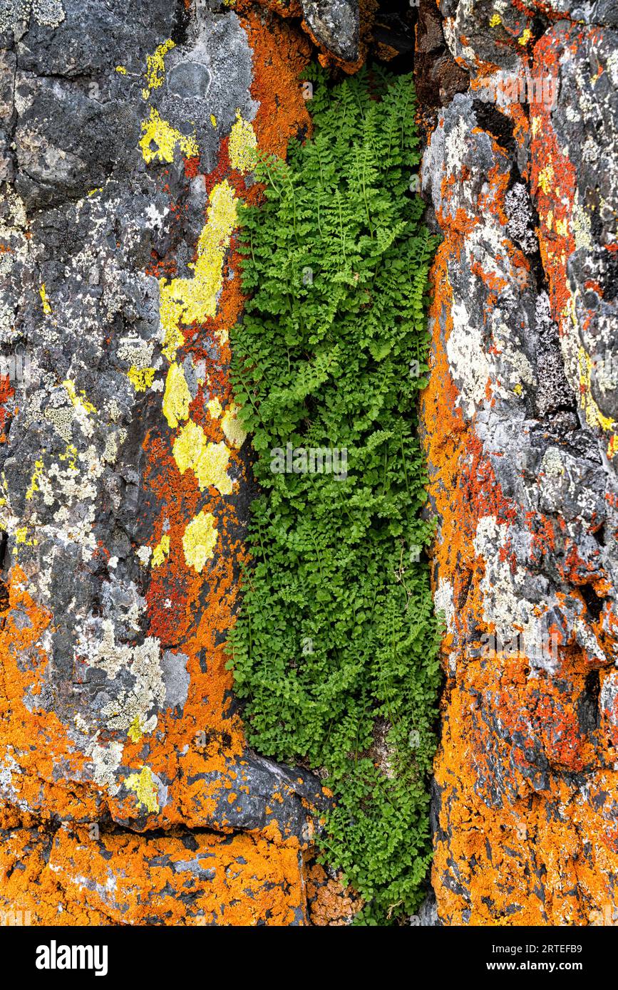 Green moss grey rock hi-res stock photography and images - Alamy