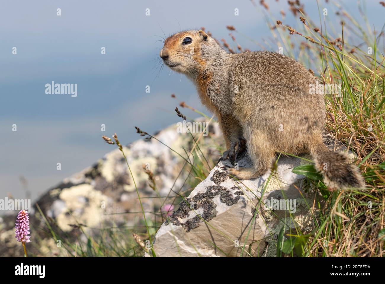 Squirrel rear view hi-res stock photography and images - Alamy