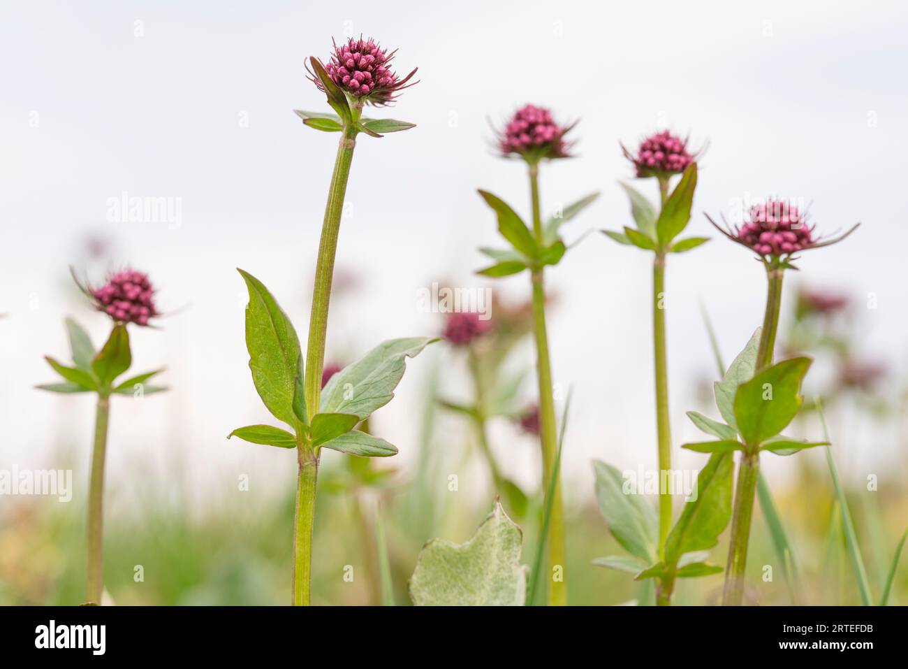 Pretty, pink wild flowers with tall stems in the Northern Yukon; Yukon ...