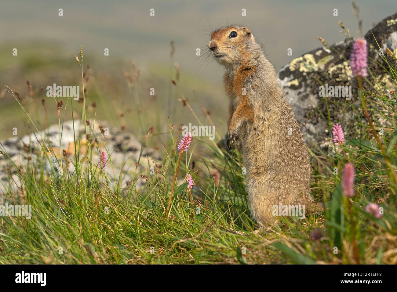 Close-up portrait of an Arctic Ground Squirrel (Urocitellus parryii ...