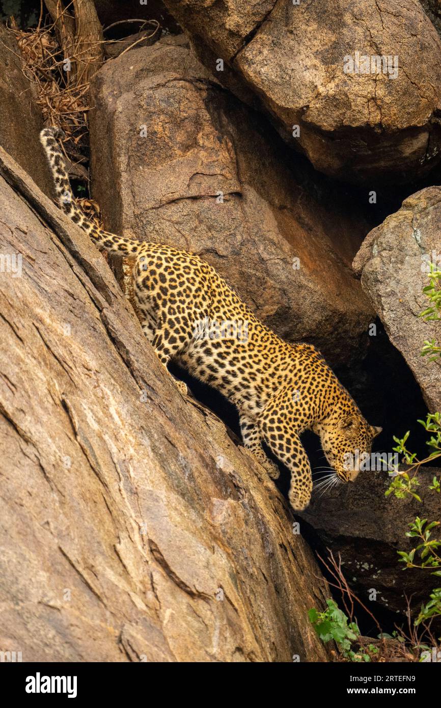 Side profile african leopard climbing hi-res stock photography and ...