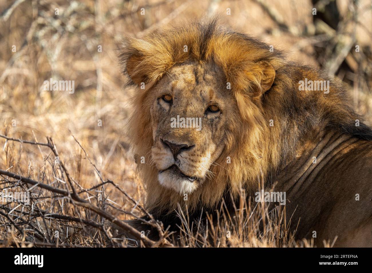 Close-up portrait of a male lion (Panthera leo) lying down, watching ...