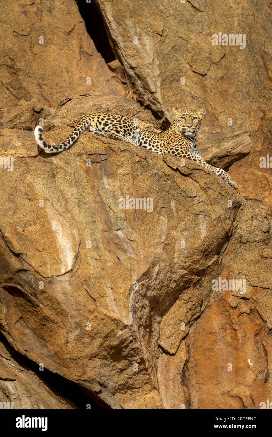 Leopard lying down hi-res stock photography and images - Alamy
