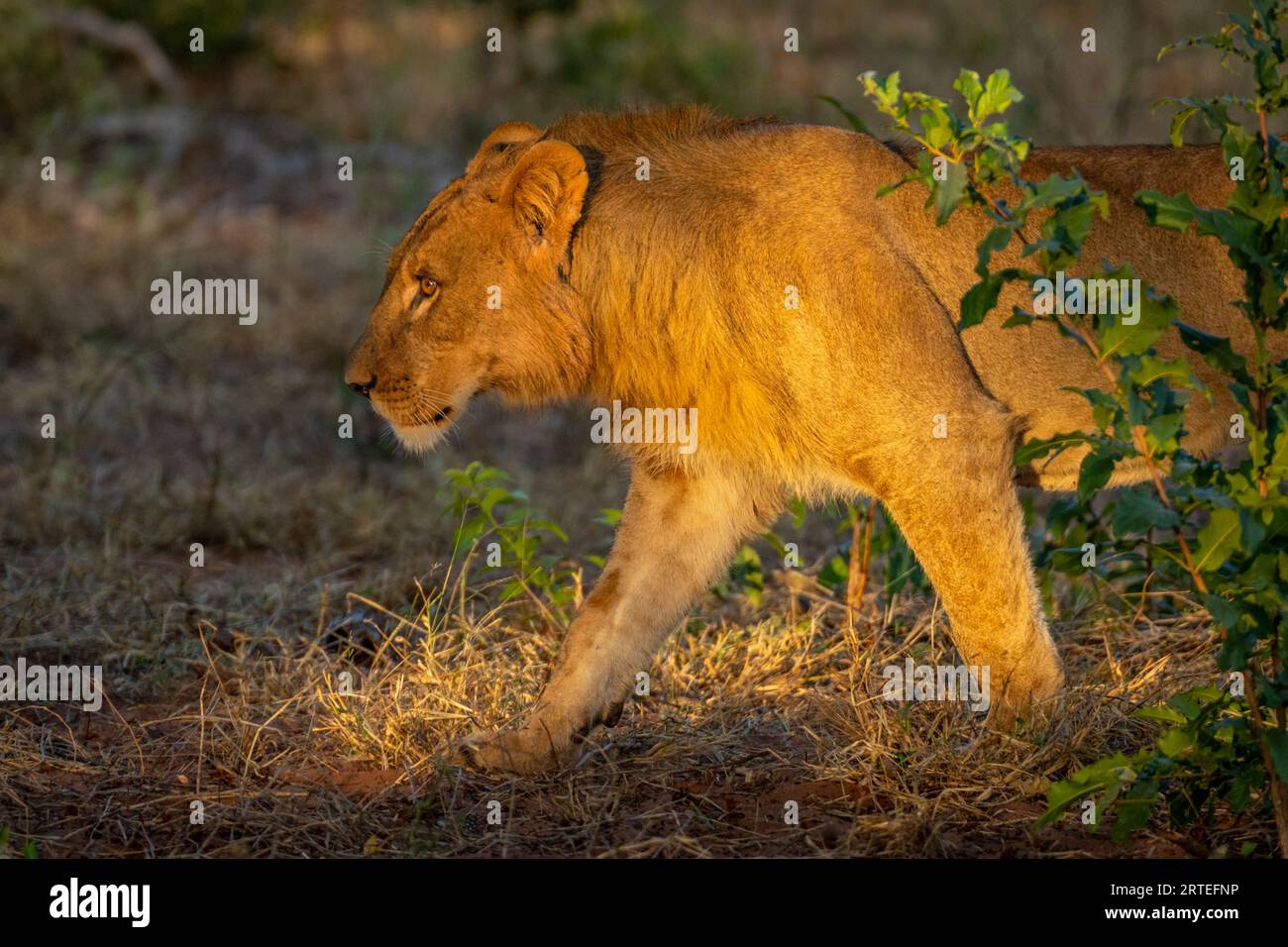 Close-up of a young, male lion (Panthera leo) passing bush in Chobe ...
