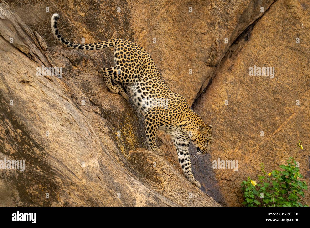 Side profile african leopard climbing hi-res stock photography and ...