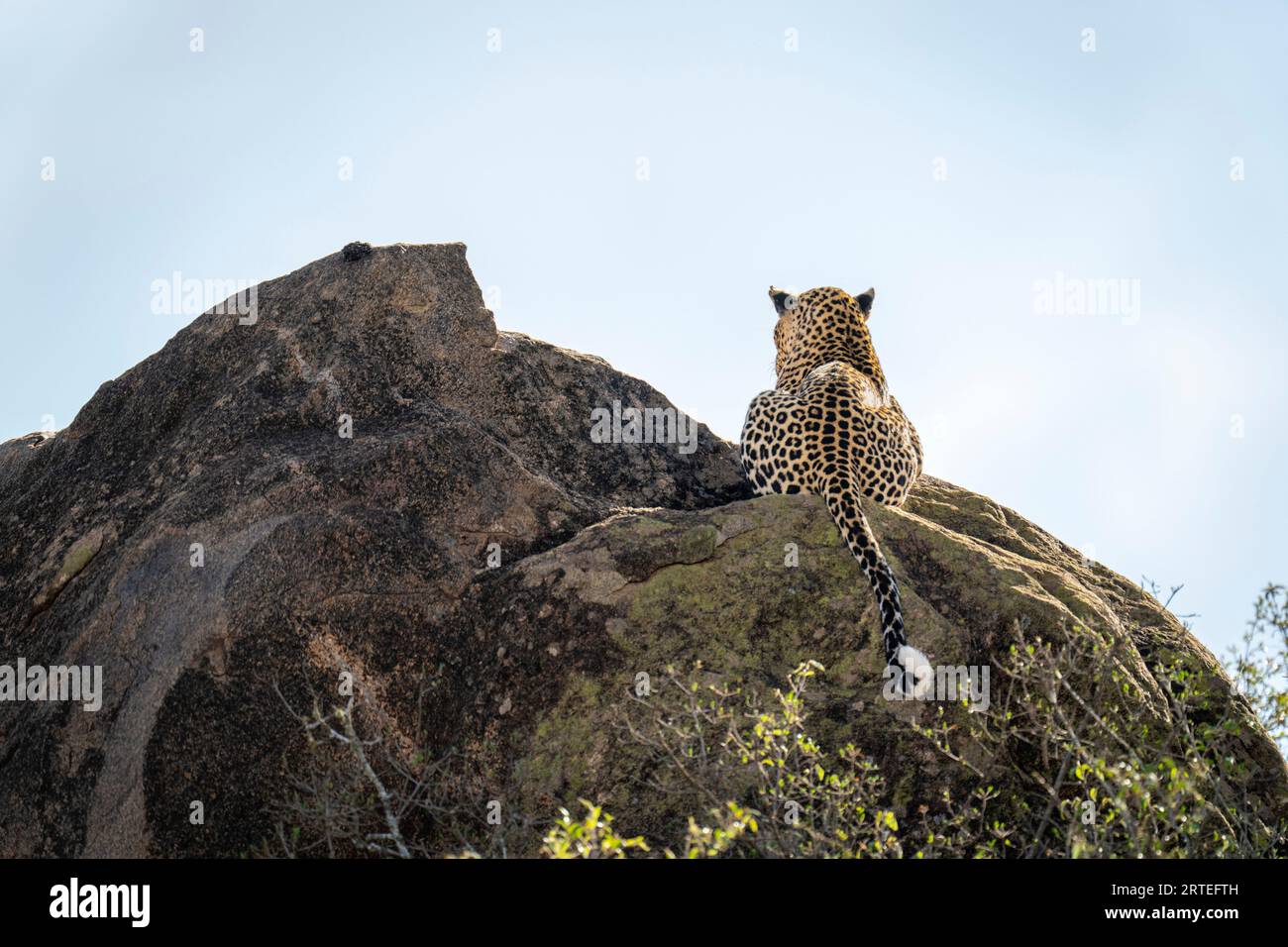 Cat facing away hi-res stock photography and images - Alamy