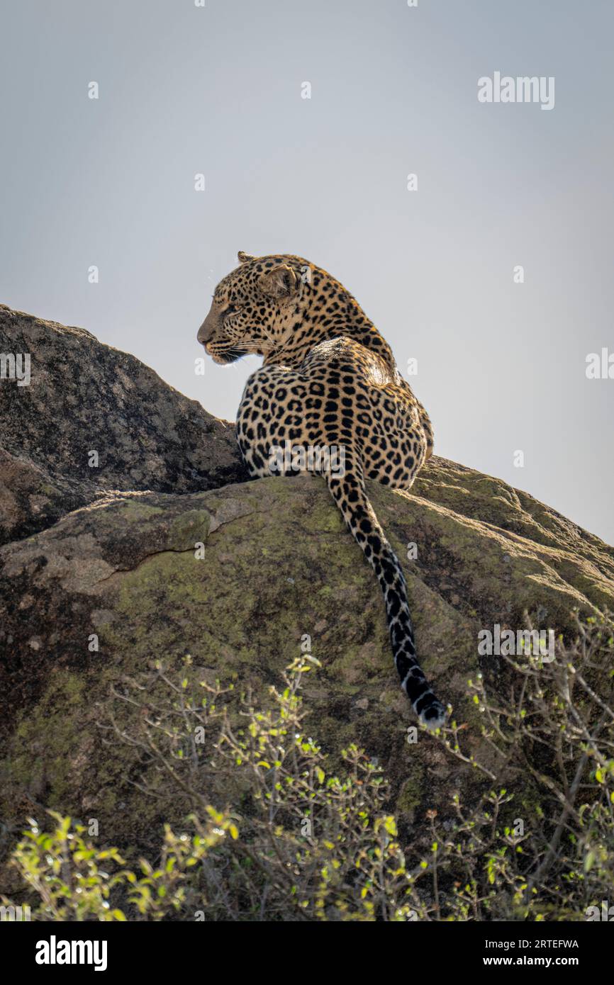 Leopard (Panthera pardus) lies on sunlit rock turning head; Kenya Stock ...