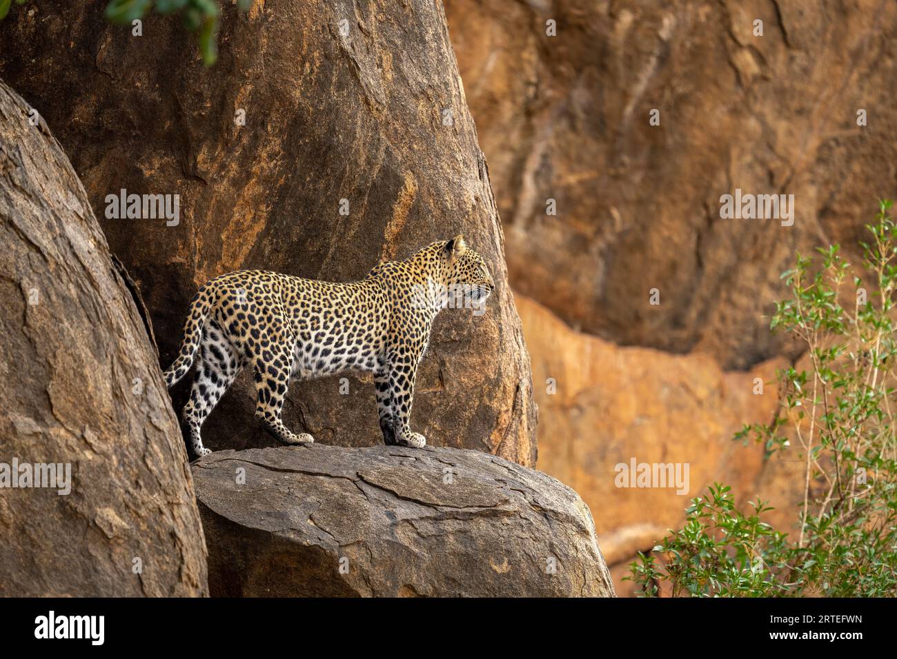 Leopard (Panthera pardus) stands looking out from rocky ledge; Kenya ...