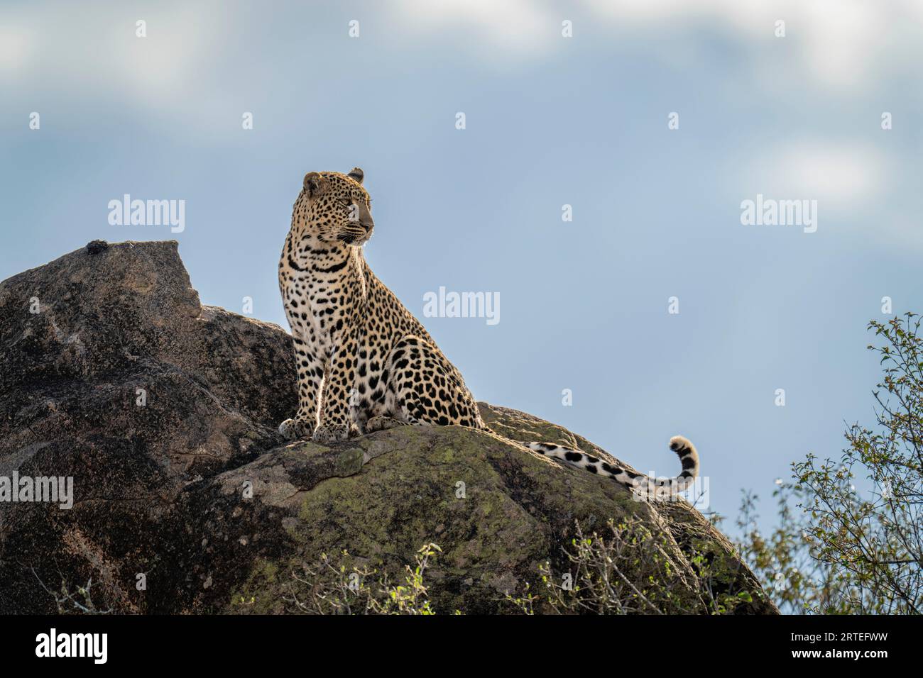 Big cats resting on rock hi-res stock photography and images - Alamy