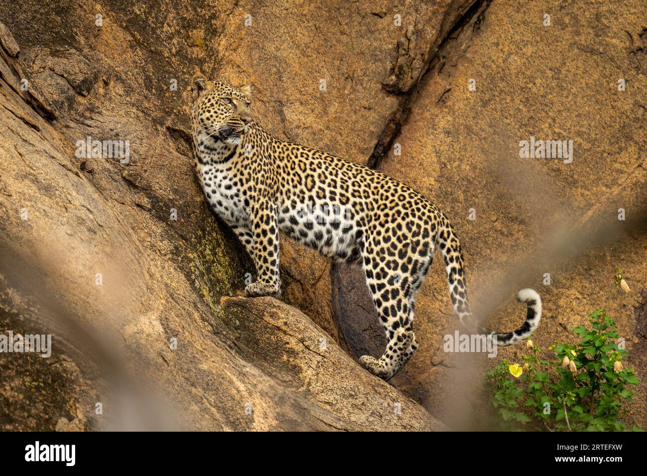 Leopard (Panthera pardus) standing on steep rock ledge, looking back ...