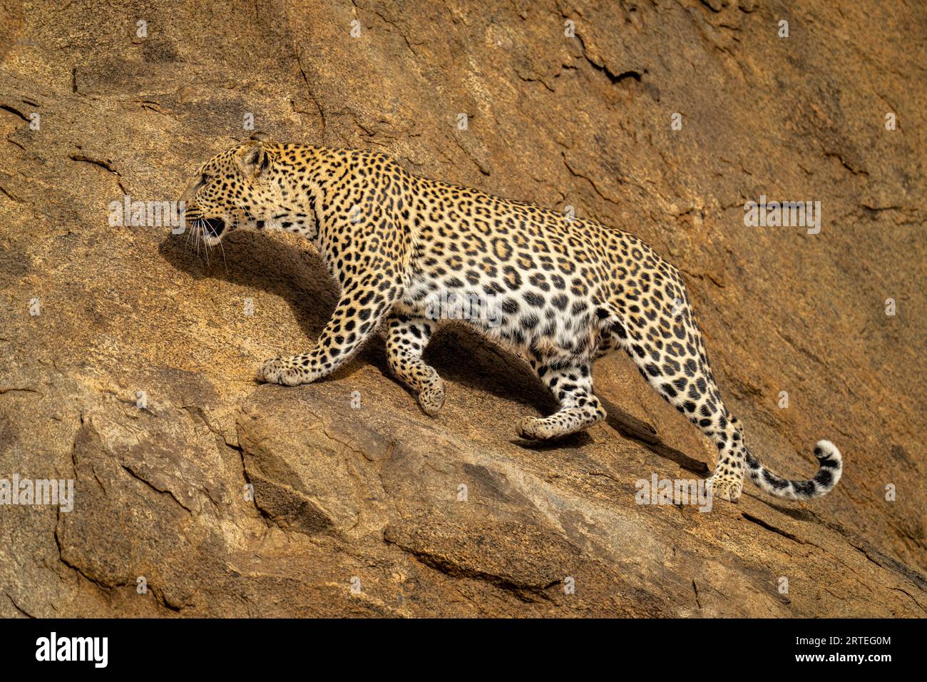 Leopard (Panthera pardus) walking across sloping rockface in sunshine ...