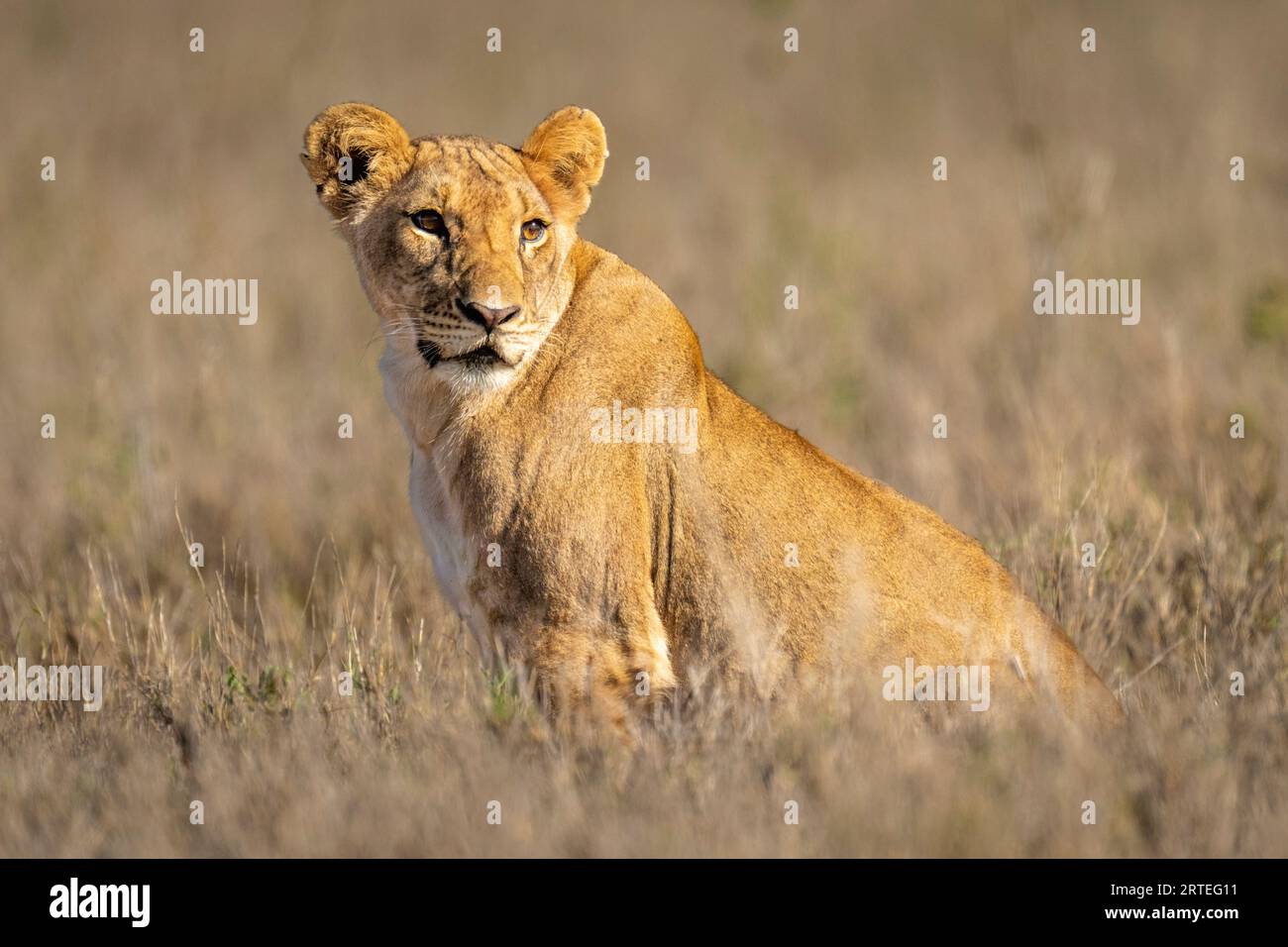Close-up of a young lion (Panthera leo) sitting in the grass, turning ...