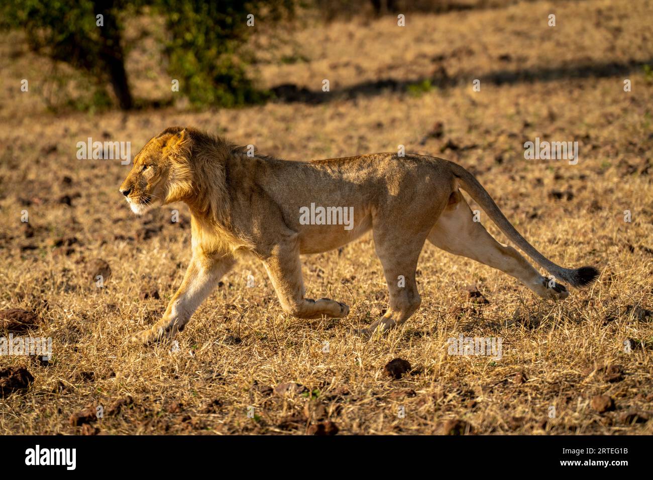 Young, male lion (Panthera leo) running on savanna, right to left, in ...