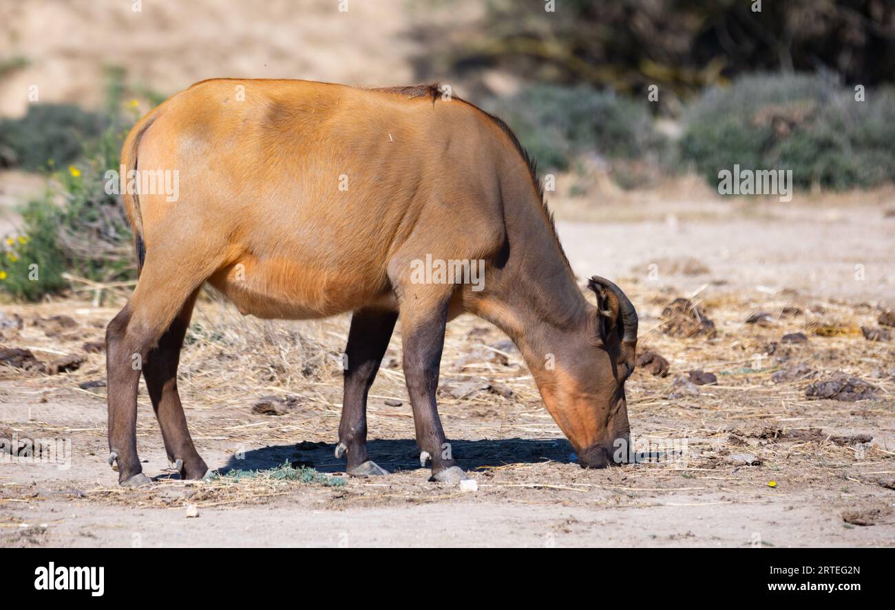 Buffalo eating hay hi-res stock photography and images - Alamy