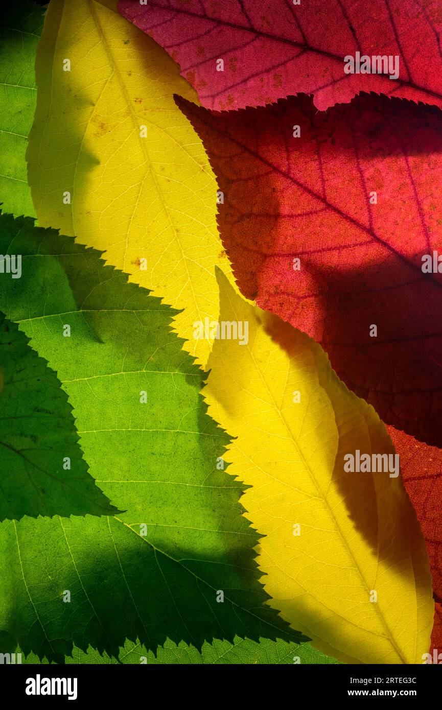 Close-up of colorful fall leaves collected from around Anchorage and ...