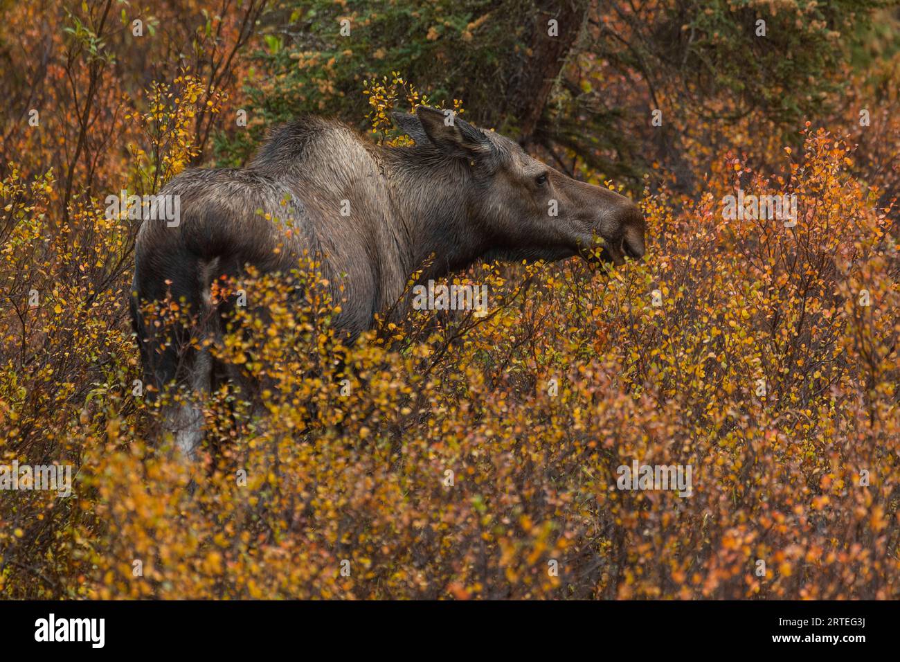 View taken from behind of a cow moose (Alces alces) eating fall colored ...