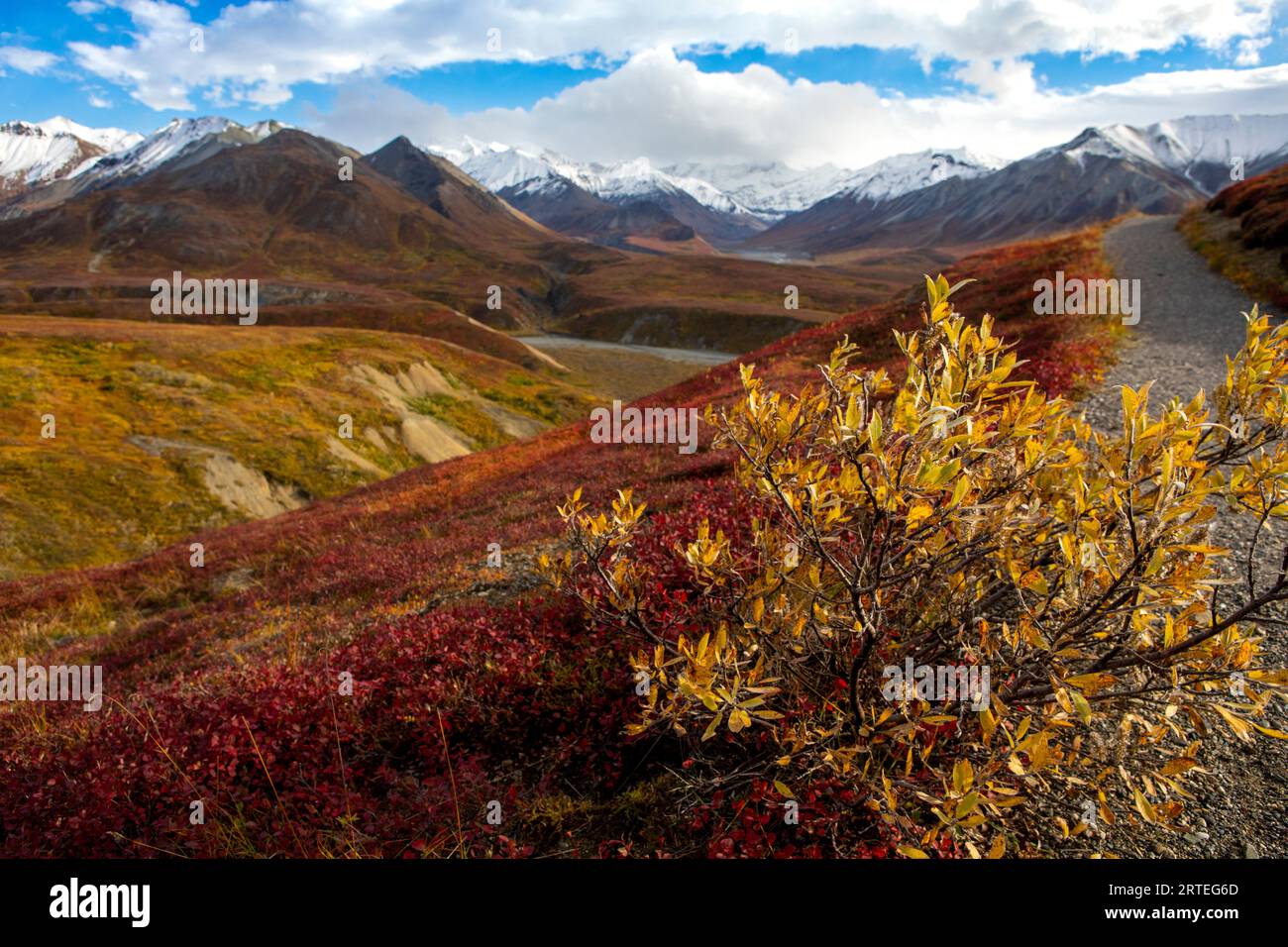 Fall colours on the tundra with views of snow-capped mountains in the ...