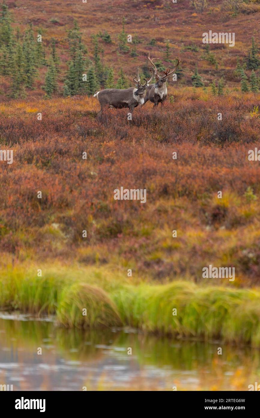 Two caribou (Rangifer tarandus) pause near a pond in the fall coloured ...