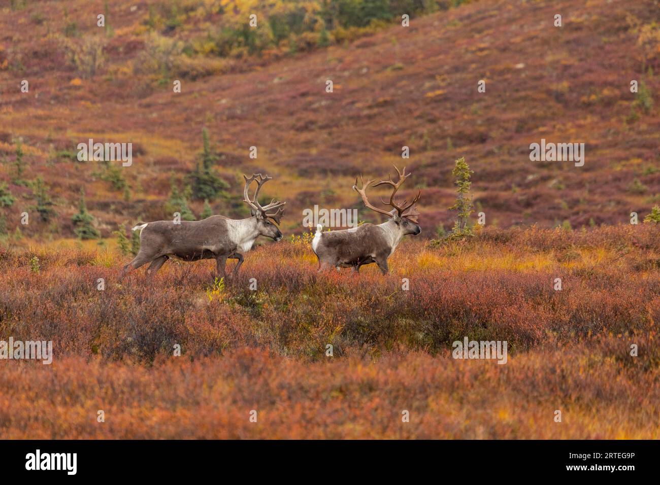 Caribou walking across the tundra hi-res stock photography and images ...