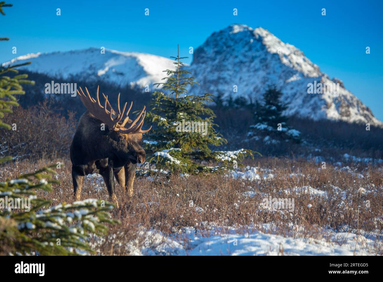 Bull moose (Alces alces) with full rack standing in the late afternoon ...