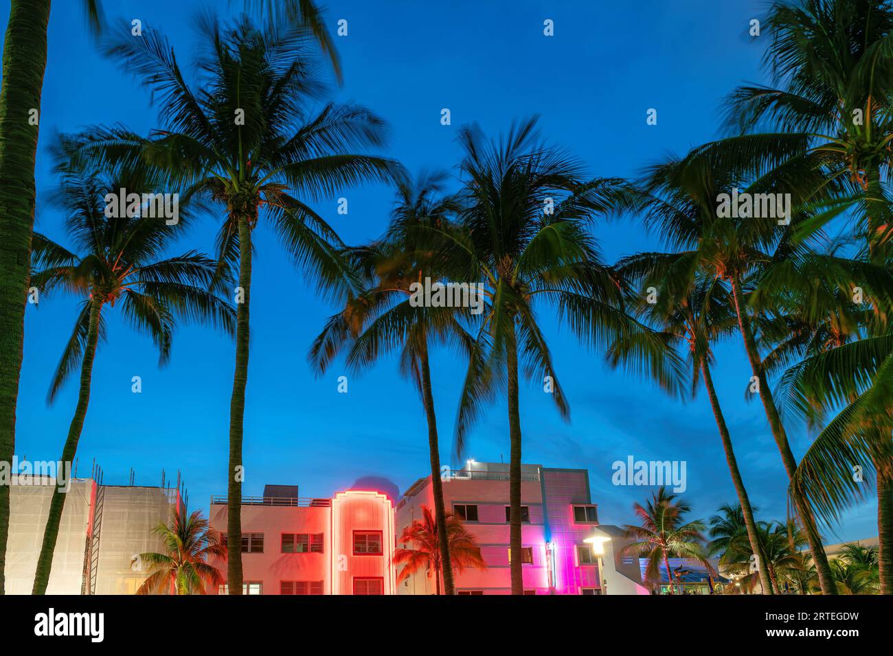 Night sky and palm trees in South Miami Beach in Ocean Drive, Miami ...