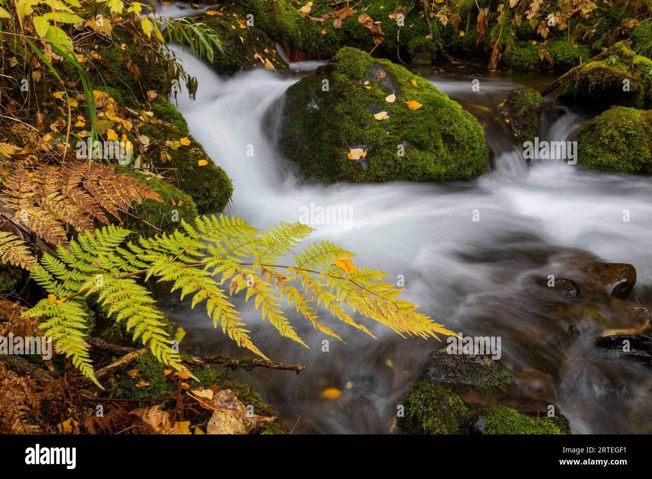 Long exposure of a silky, smooth Rainbow Creek with moss-covered rocks ...
